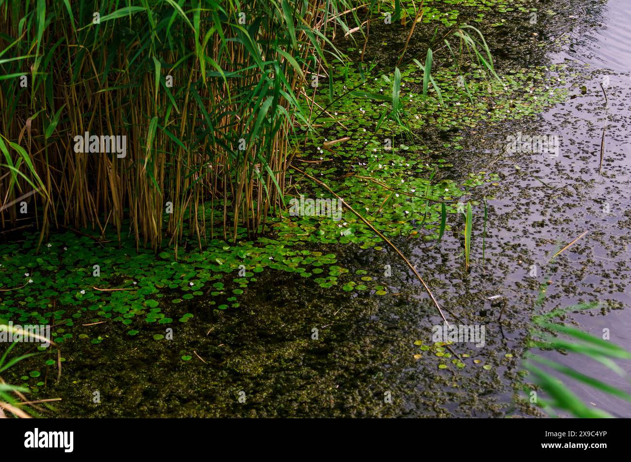 When visiting Jegricka bara Stock Photo - Alamy