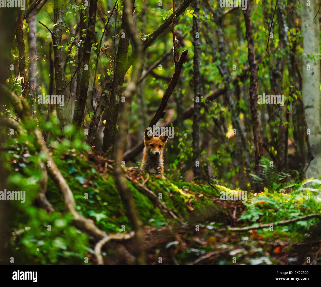 Fox checking out photographer Stock Photo - Alamy