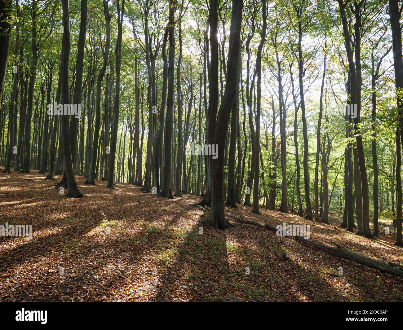 Carpet of leaves covers the forest floor while the light shines through ...