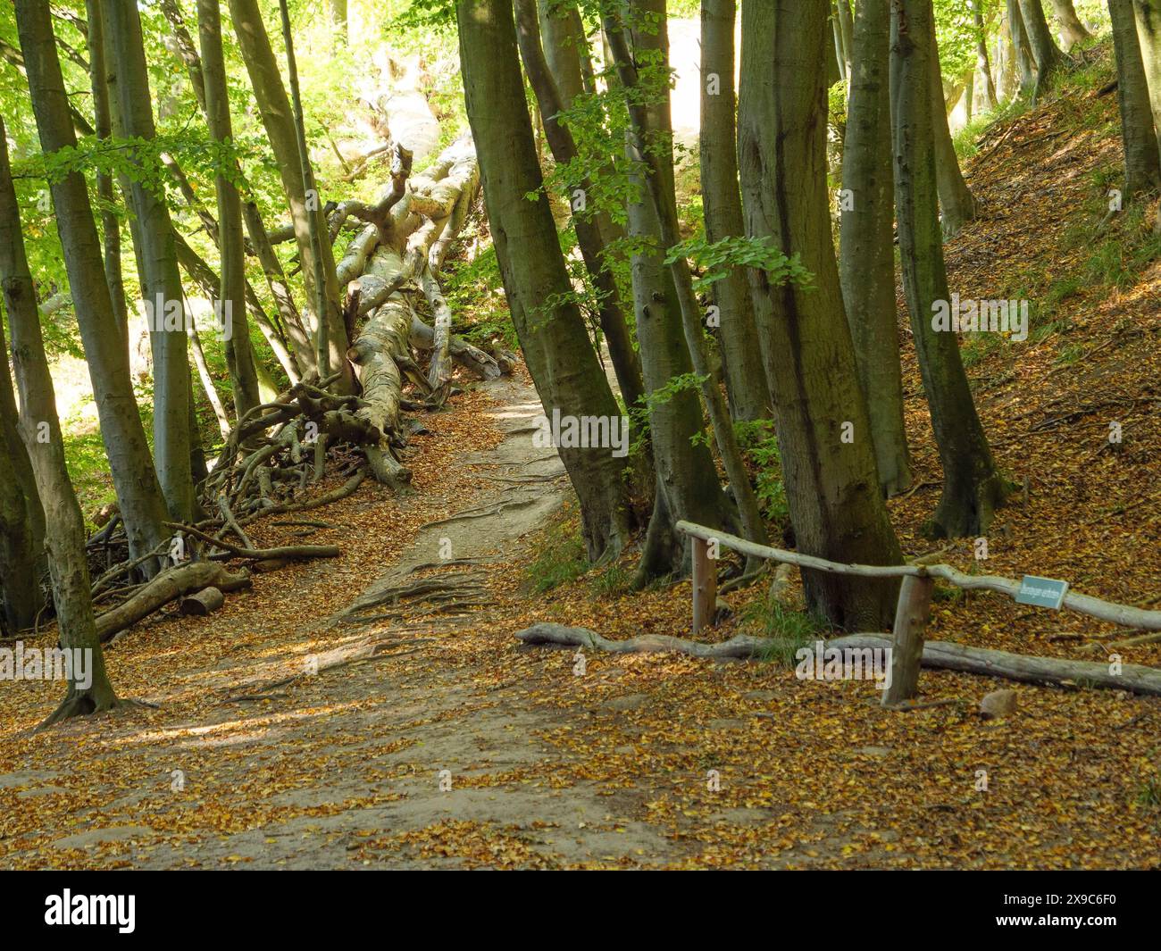 A path through an autumn forest with leaves on the ground, flanked by ...