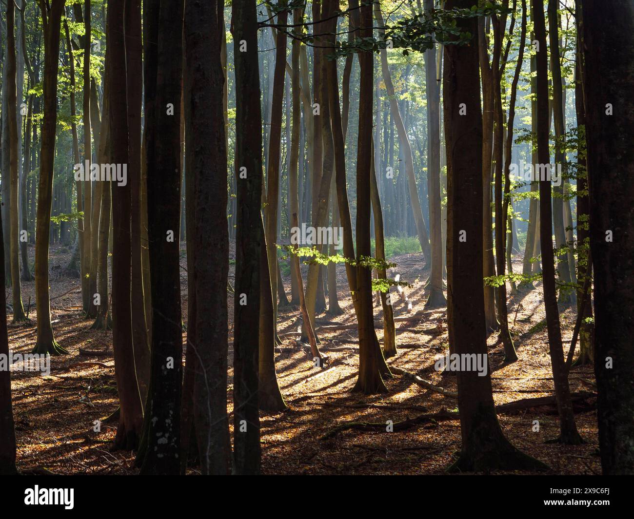 Shadows cast on forest floor hi-res stock photography and images - Alamy