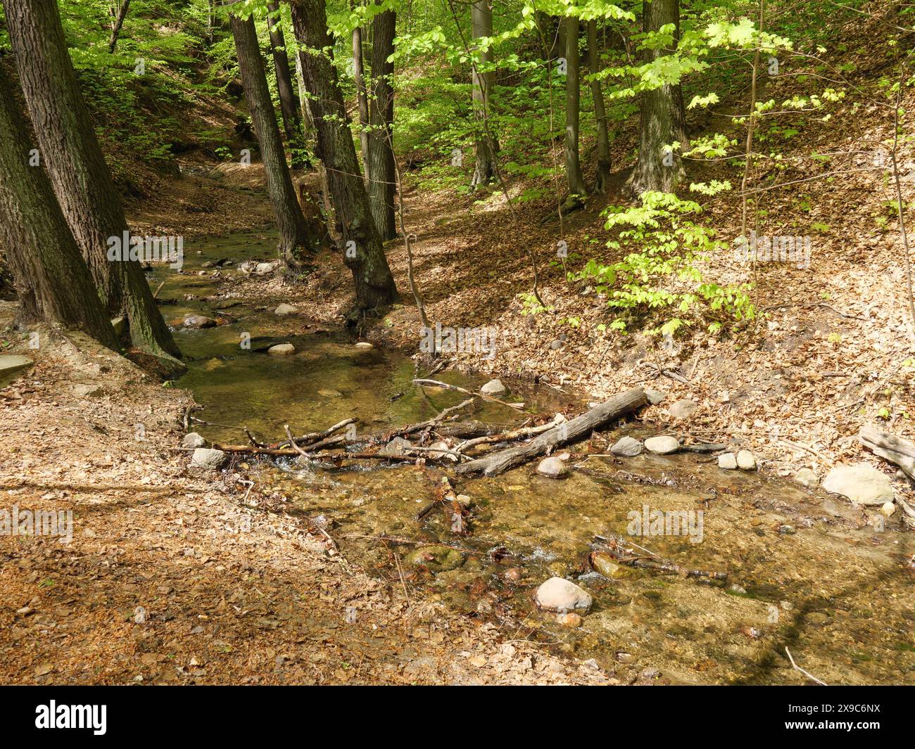 A small stream flows through a forest with tall trees and green foliage ...