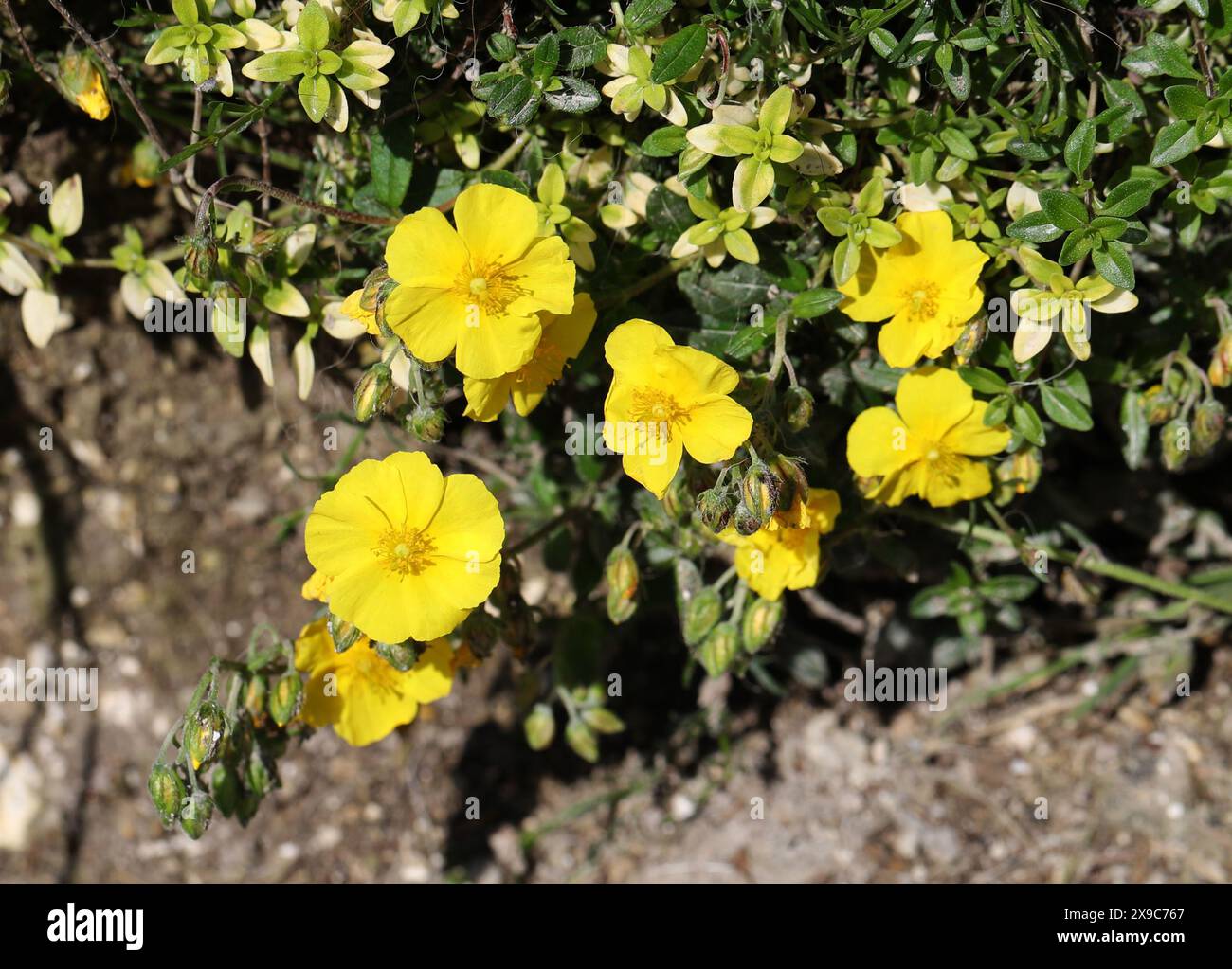 Spring Cinquefoil or Spotted Cinquefoil, Potentilla tabernaemontani ...