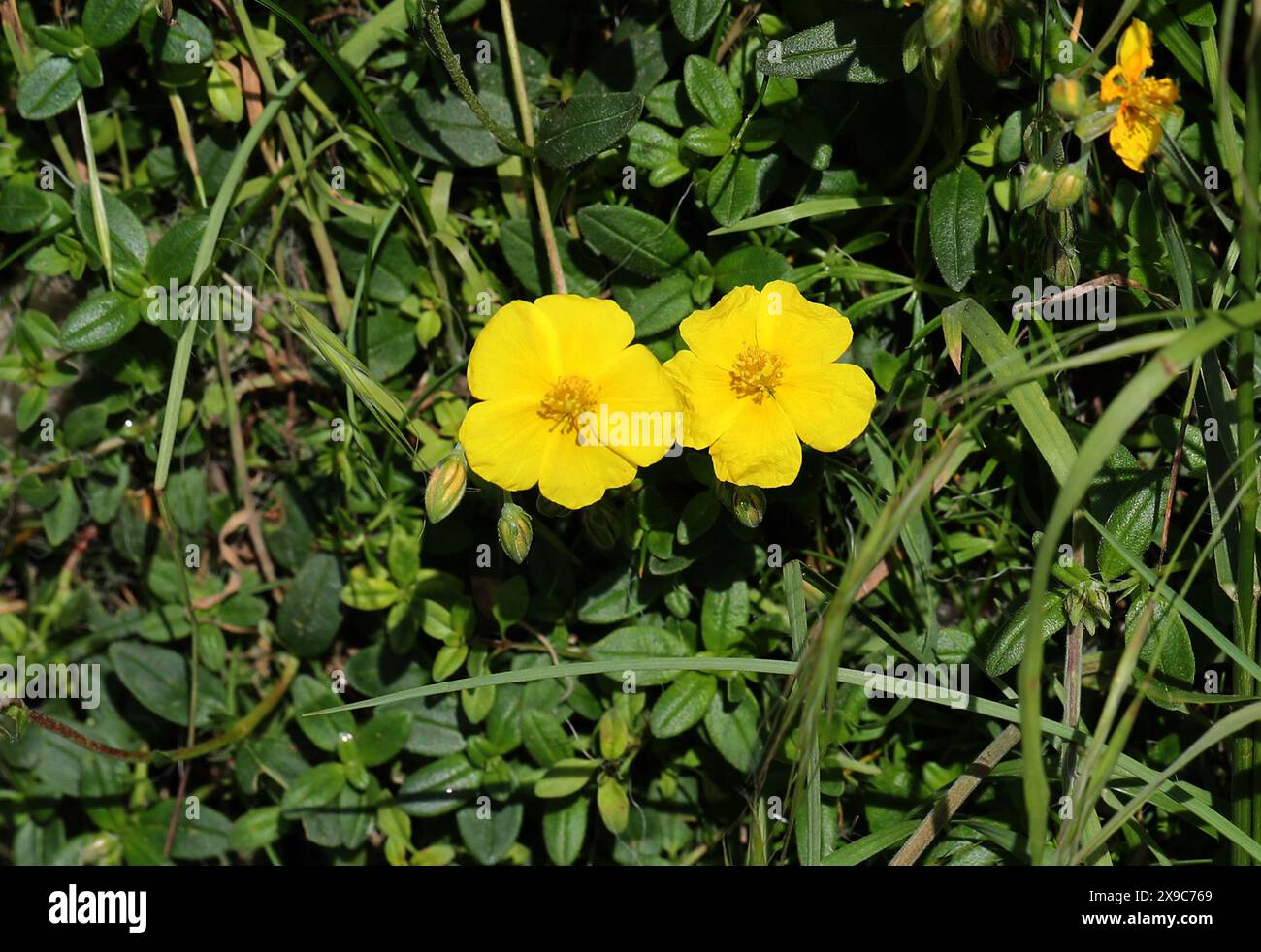 Spring Cinquefoil or Spotted Cinquefoil, Potentilla tabernaemontani ...