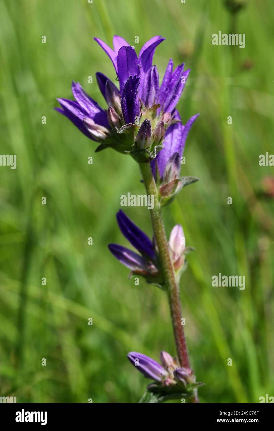 Clustered Bellflower or Dane's Blood, Campanula glomerata ...