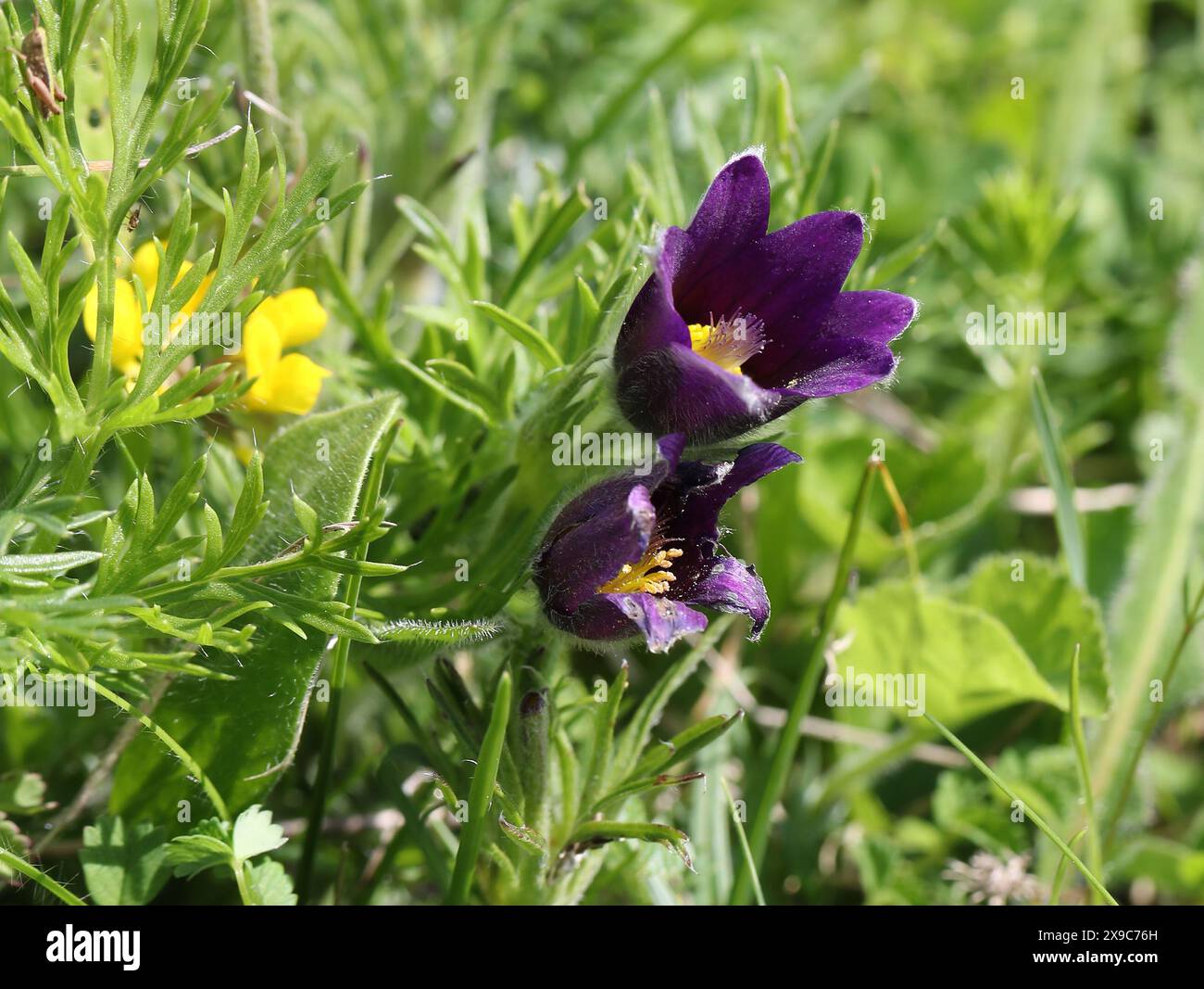 Pasque Flower Or Pasqueflower Pulsatilla Vulgaris Ranunculaceae Low
