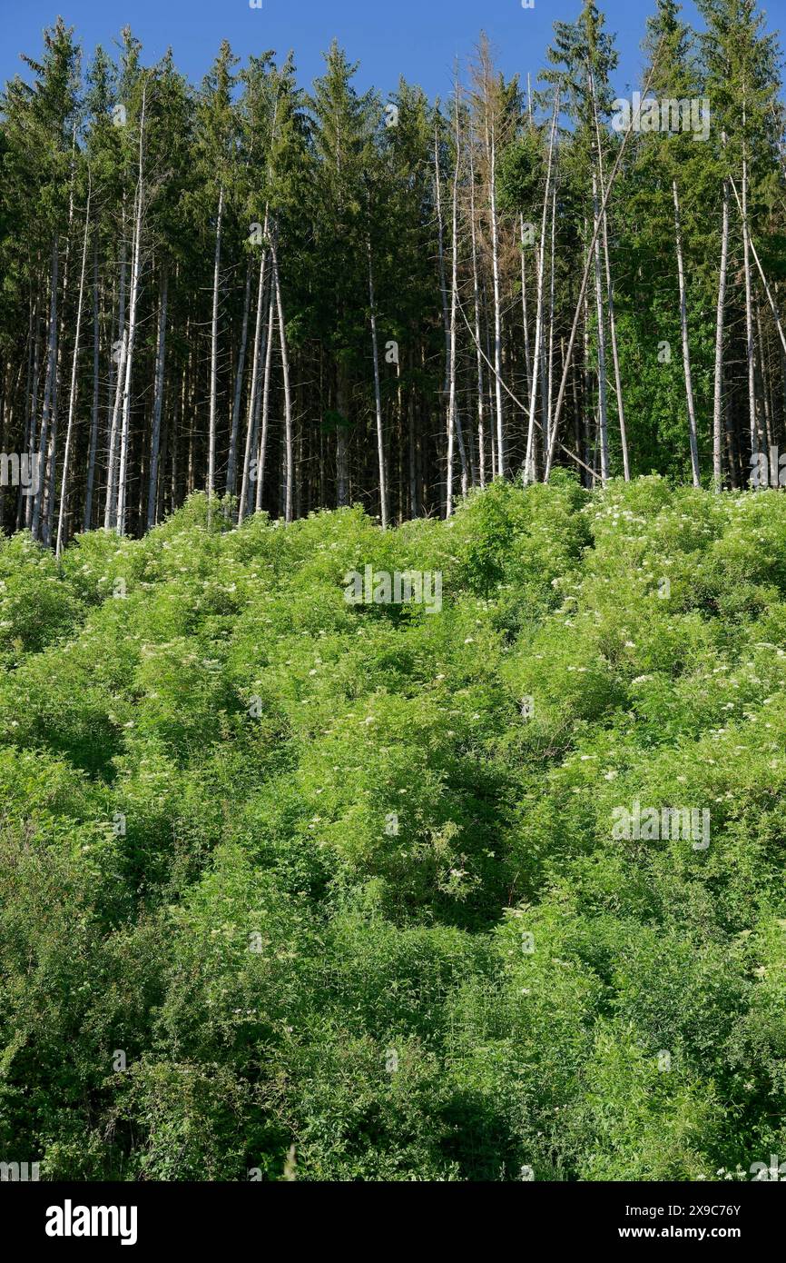 Flowering elderberry bushes at the edge of the forest, elderberry bush ...