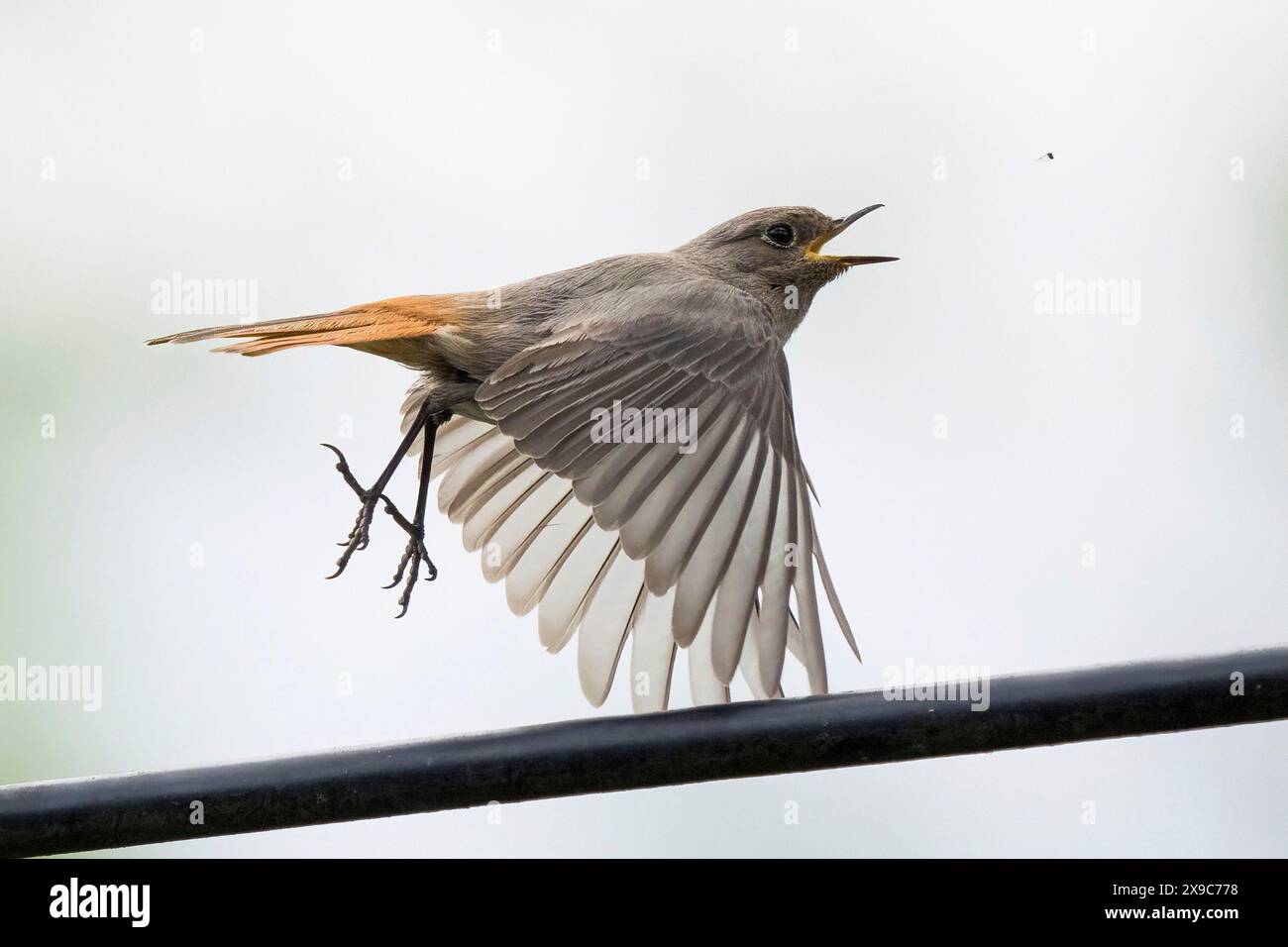 A black redstart (Phoenicurus ochruros), female, with orange tail ...