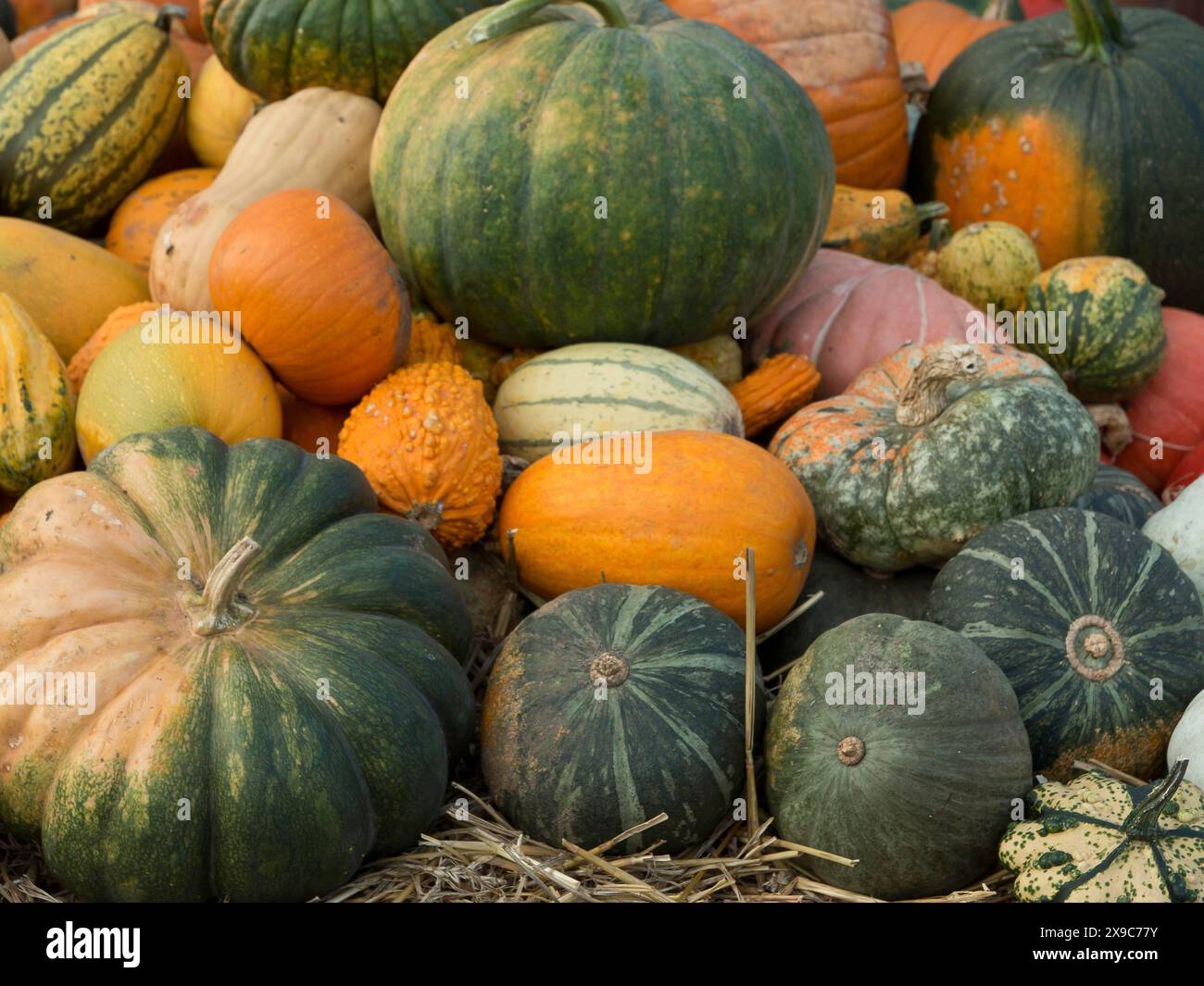 An interplay of colourful pumpkins in different shapes and sizes, many ...