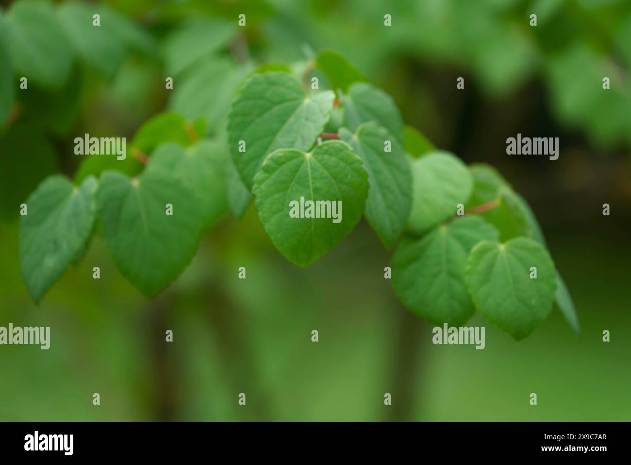 Leaves of the cake tree (Cercidiphyllum), leaf green, leaf, spring, May ...