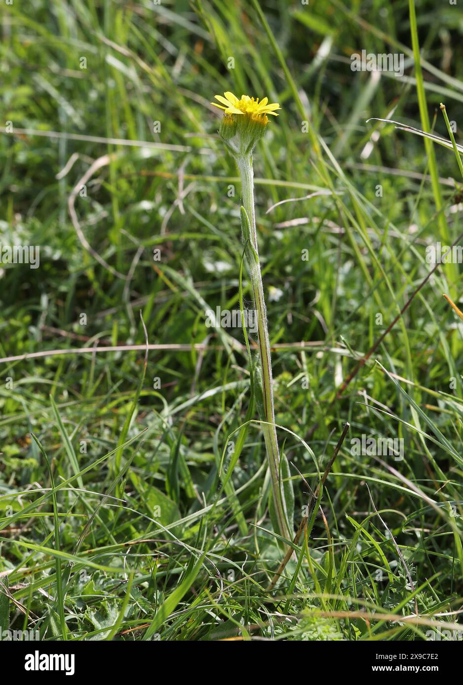 Field Fleawort, Tephroseris integrifolia, Asteraceae. Syn. Senecio ...