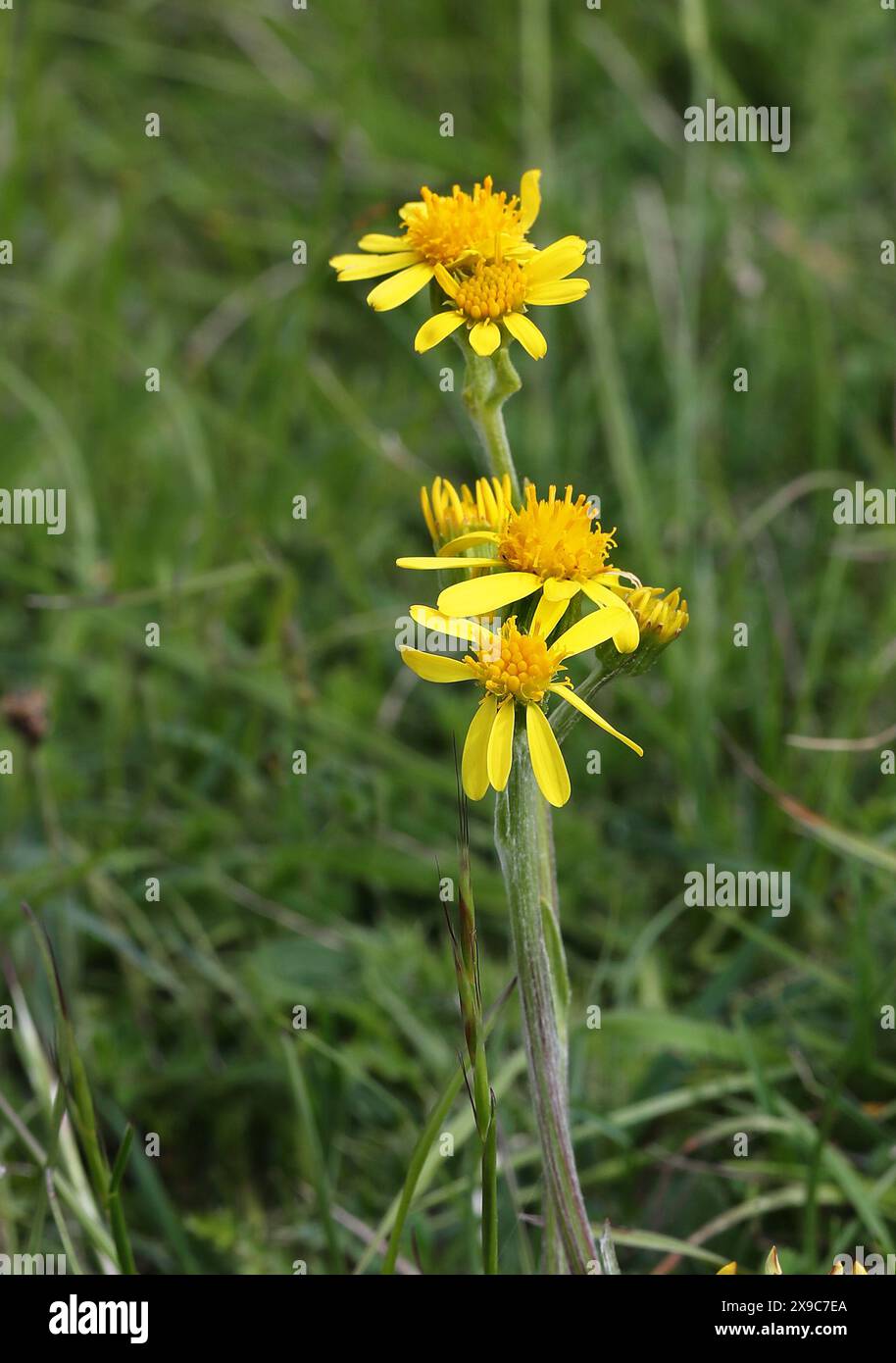 Field Fleawort, Tephroseris integrifolia, Asteraceae. Syn. Senecio ...