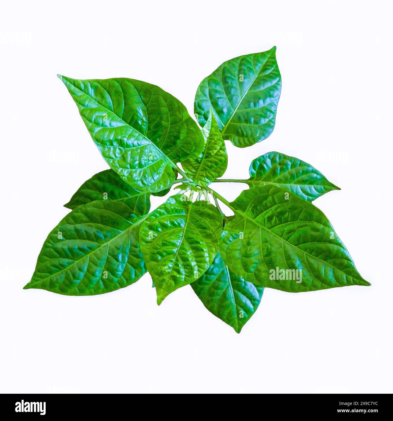 Sprout of Habanero Chili Pepper Plant Grown from Seed. Pepper Sprout ...