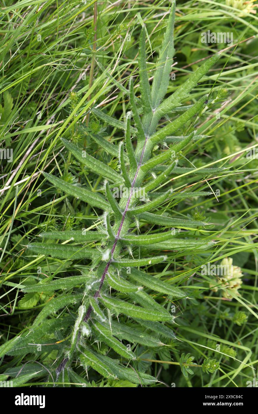 Woolly Thistle, Cirsium eriophorum, Asteraceae. Knocking Hoe ...