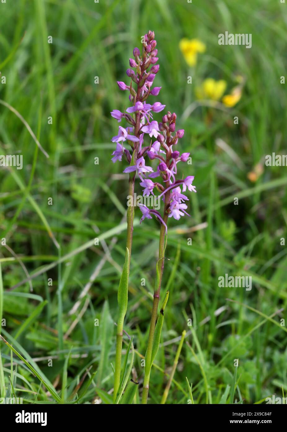 Fragrant Orchid or Chalk Fragrant Orchid, Gymnadenia conopsea ...