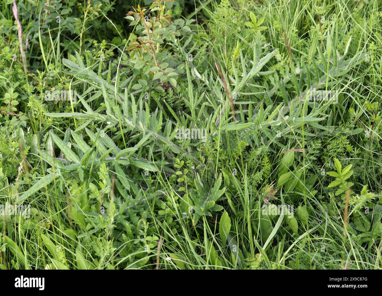 Woolly Thistle, Cirsium eriophorum, Asteraceae. Knocking Hoe ...