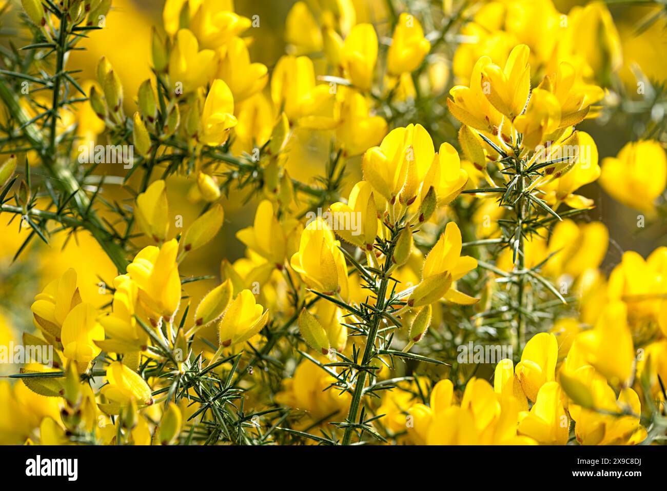 Photography of scotch broom, common broom, flower, blooming, garden ...