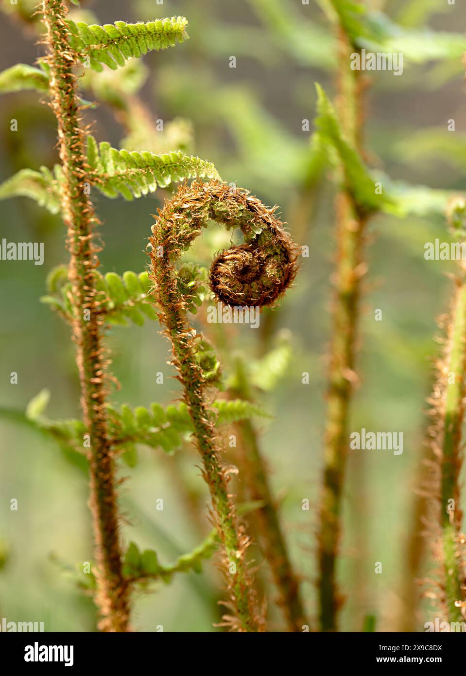Photography of young fern sprout, leaves, natural, background, plant ...