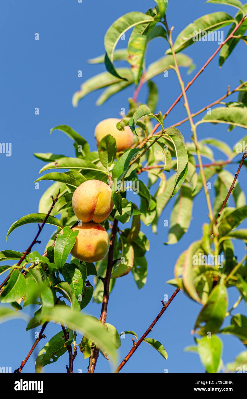 Sweet peach fruits growing on a peach tree branch, ecological orchard ...