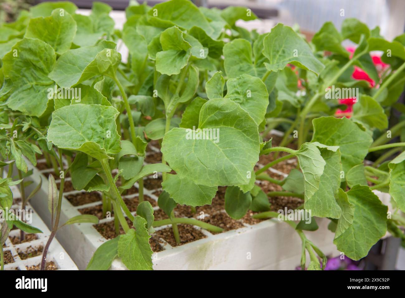 Shoots of melon plants at plant nursery. Polystyrene tray closeup Stock ...