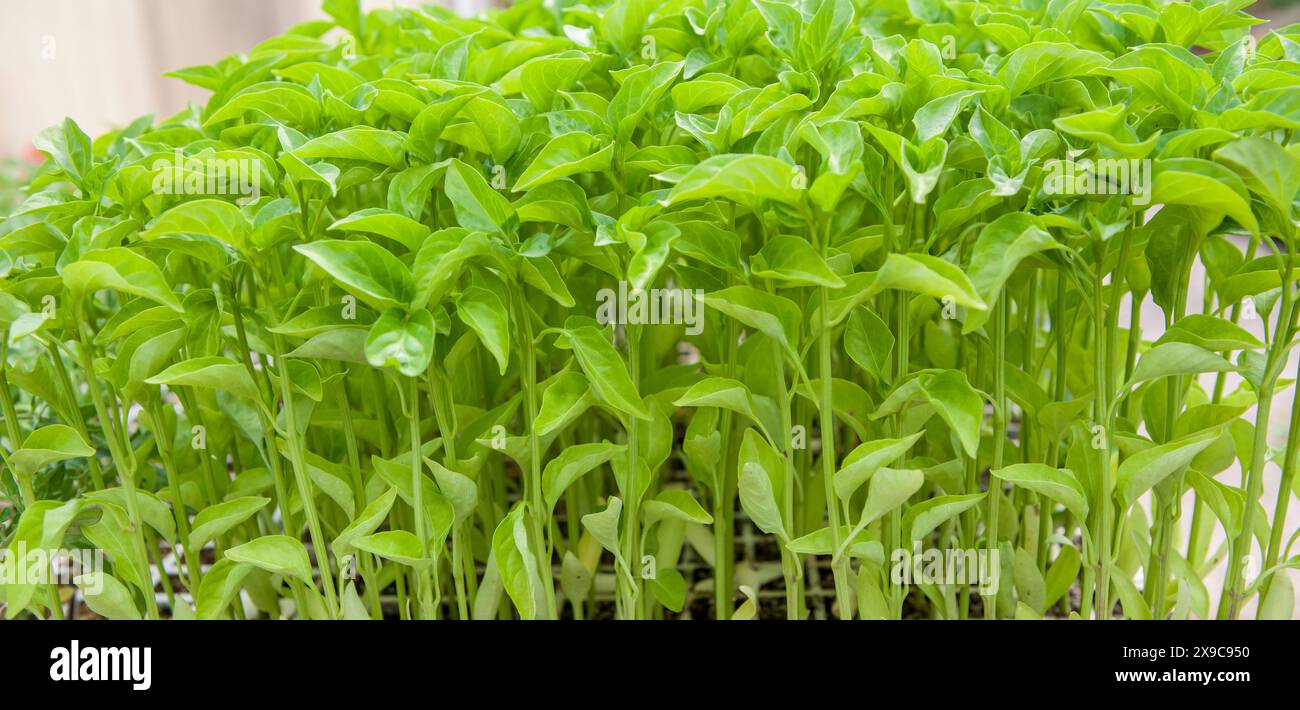 Shoots of pepper plants at plant nursery. Long format Stock Photo - Alamy