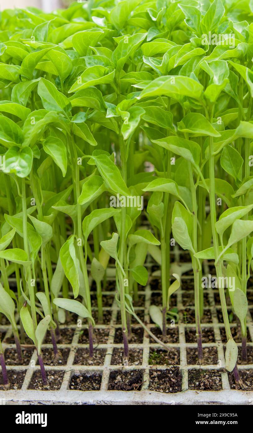 Shoots of pepper plants at plant nursery. Polystyrene tray closeup ...