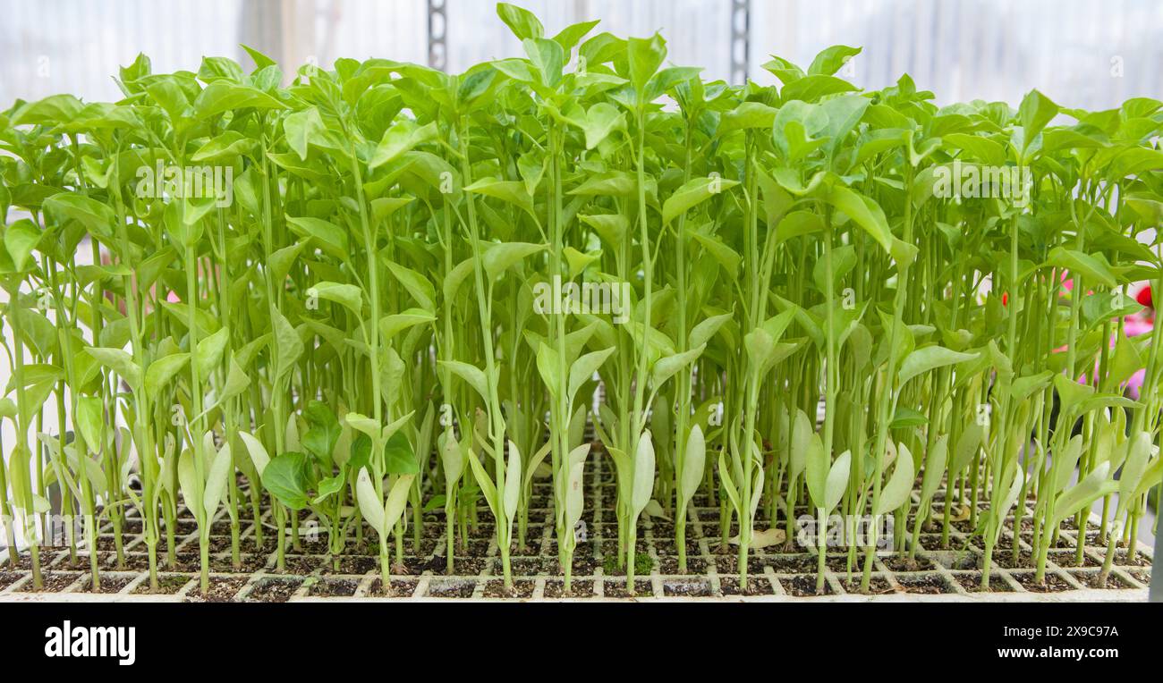 Shoots of pepper plants at plant nursery. Long format Stock Photo - Alamy