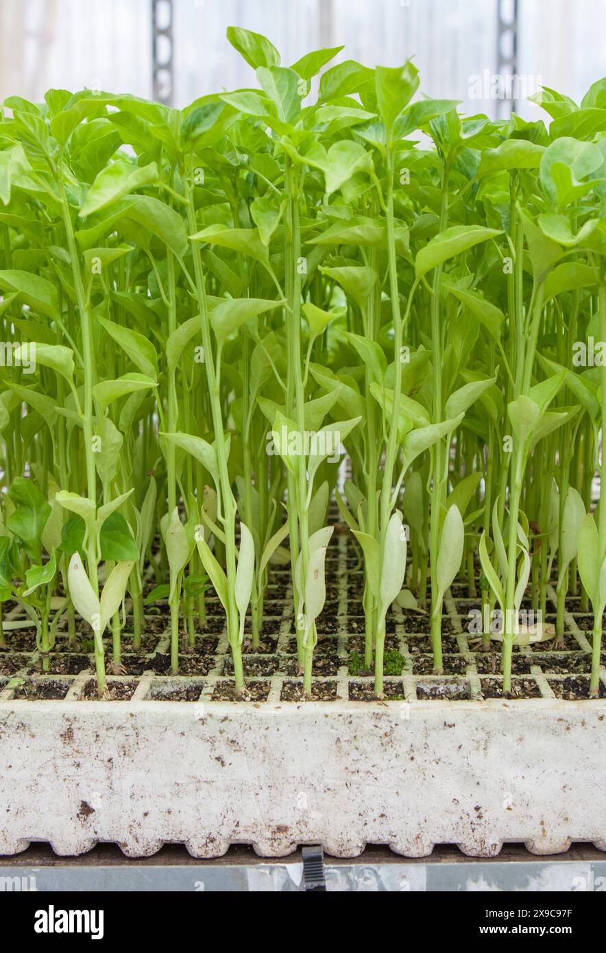 Shoots of pepper plants at plant nursery. Polystyrene tray closeup ...