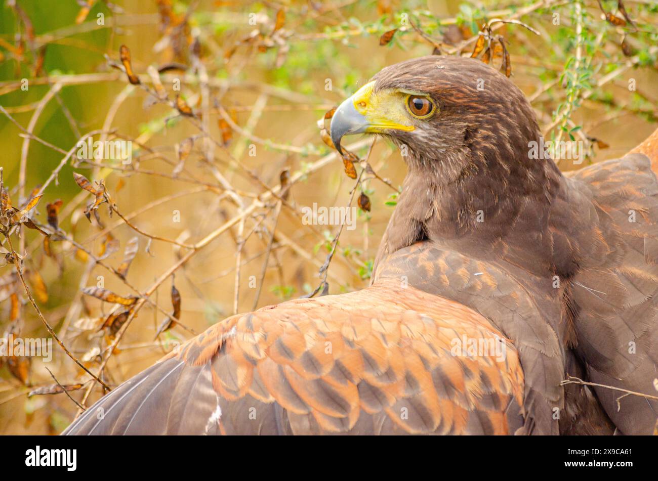 portrait of a harris hawk, falconry concept. Parabuteo Unicinctus Stock ...