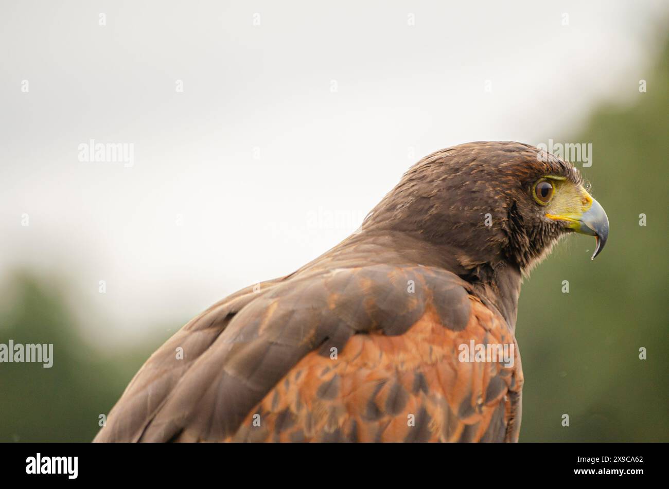 close up portrait of a harris hawk, Parabuteo unicinctus Stock Photo ...