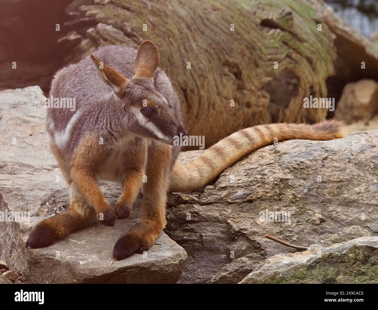 Enchanting attractive Yellow-footed Rock-Wallaby in remarkable beauty ...