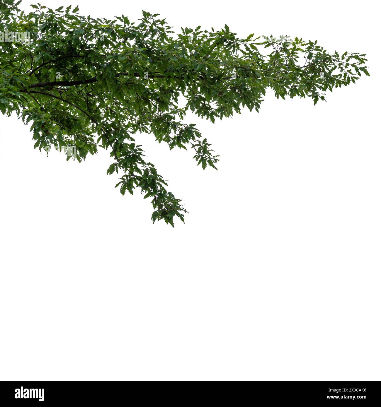 Oak branch with green leaves as border frame, isolated on white with ...