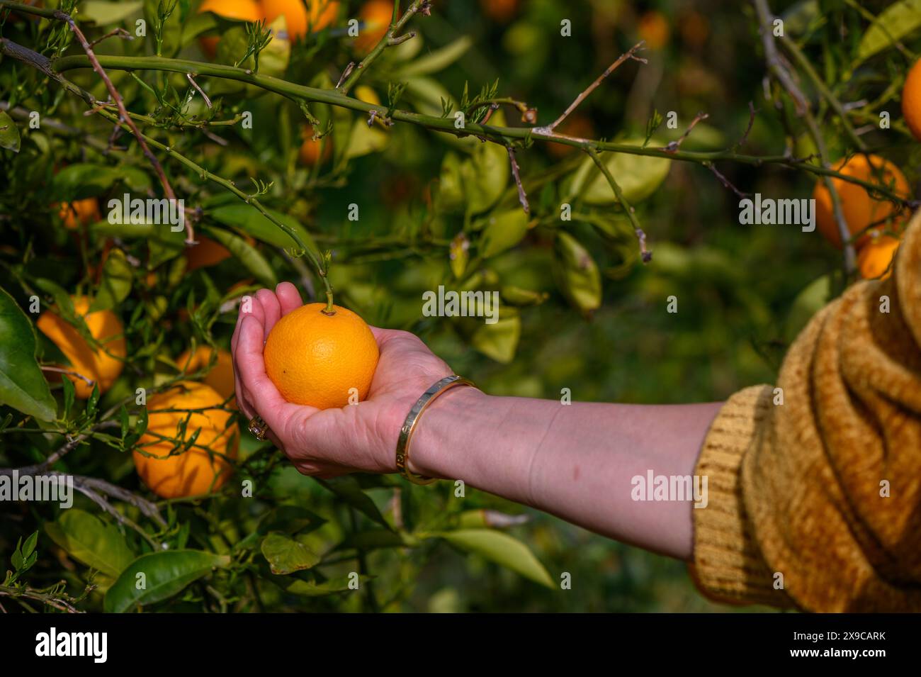 Pear picking south africa hi-res stock photography and images - Alamy
