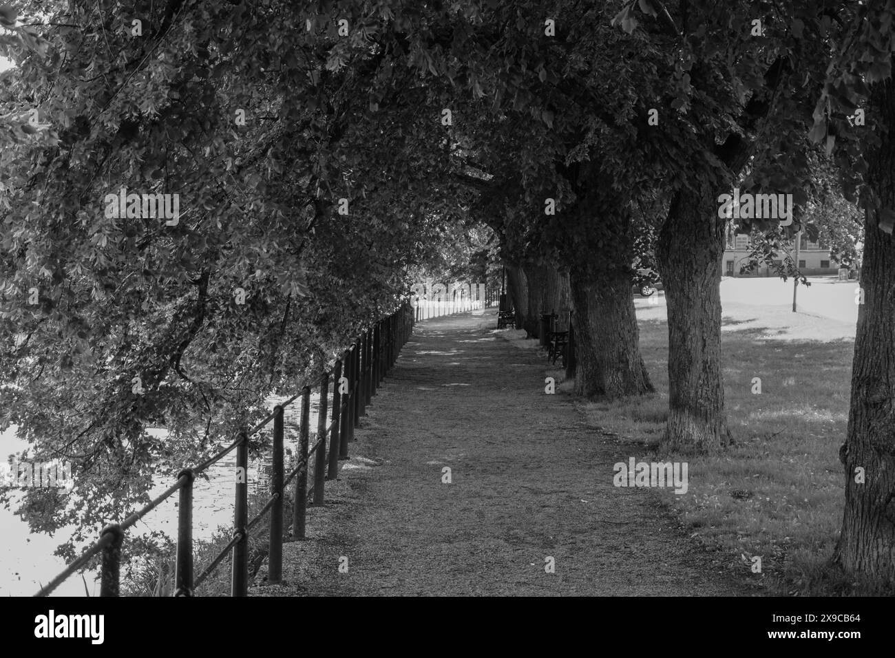 A walkway under trees in black and white Stock Photo - Alamy