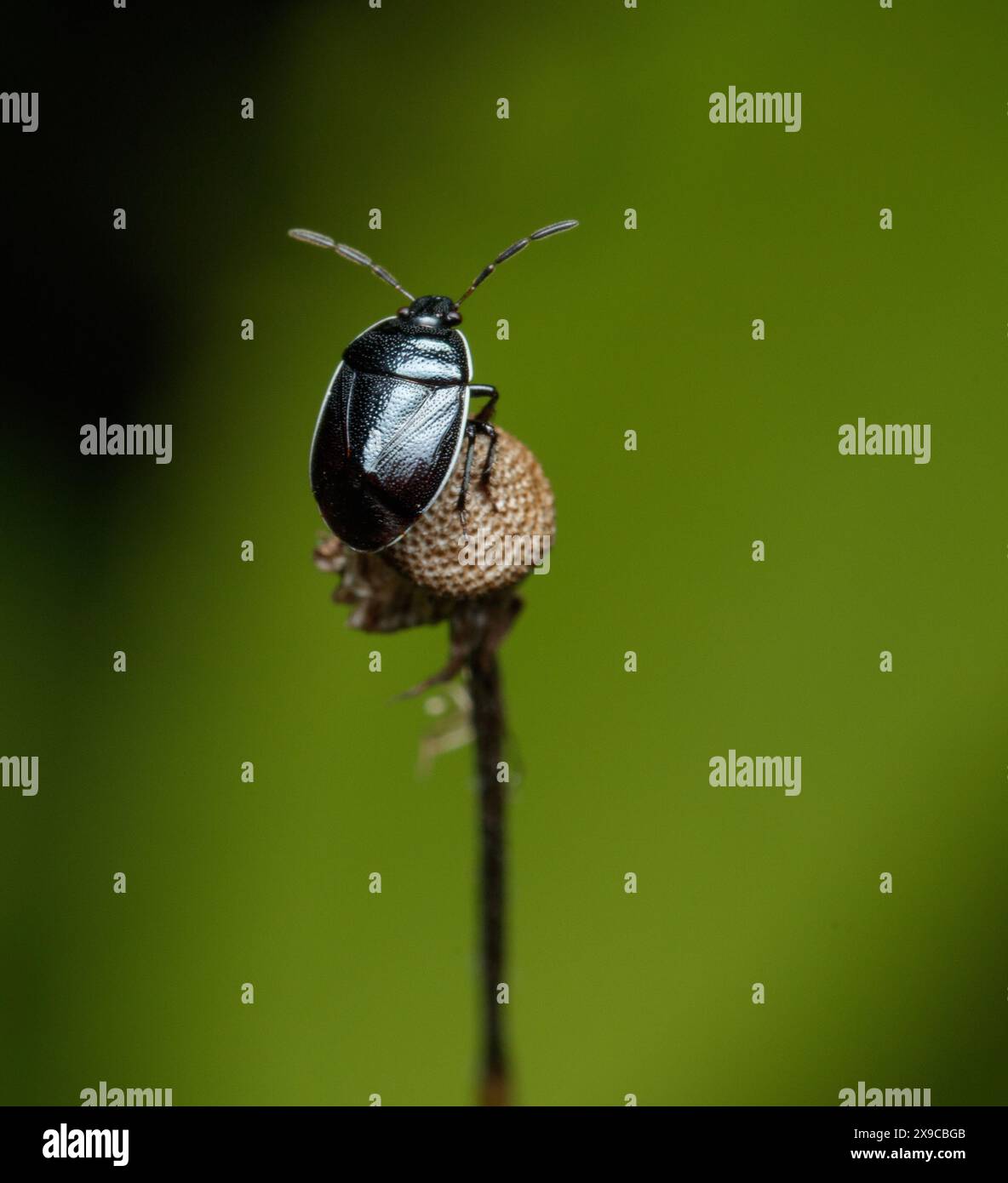 A close-up photograph shows a White-Margined Burrowing Bug perched on a ...
