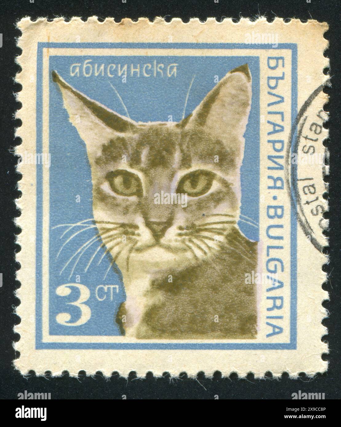 BULGARIA - CIRCA 1967: stamp printed by Bulgaria, shows Abyssinian cat ...