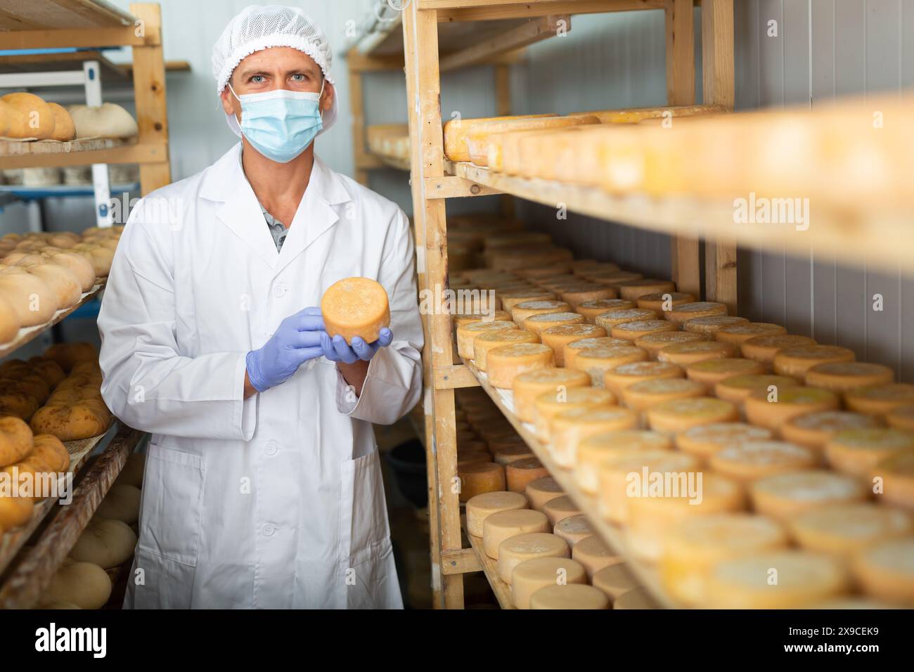 Cheesemaker checking aging process of goat cheese in maturing chamber ...