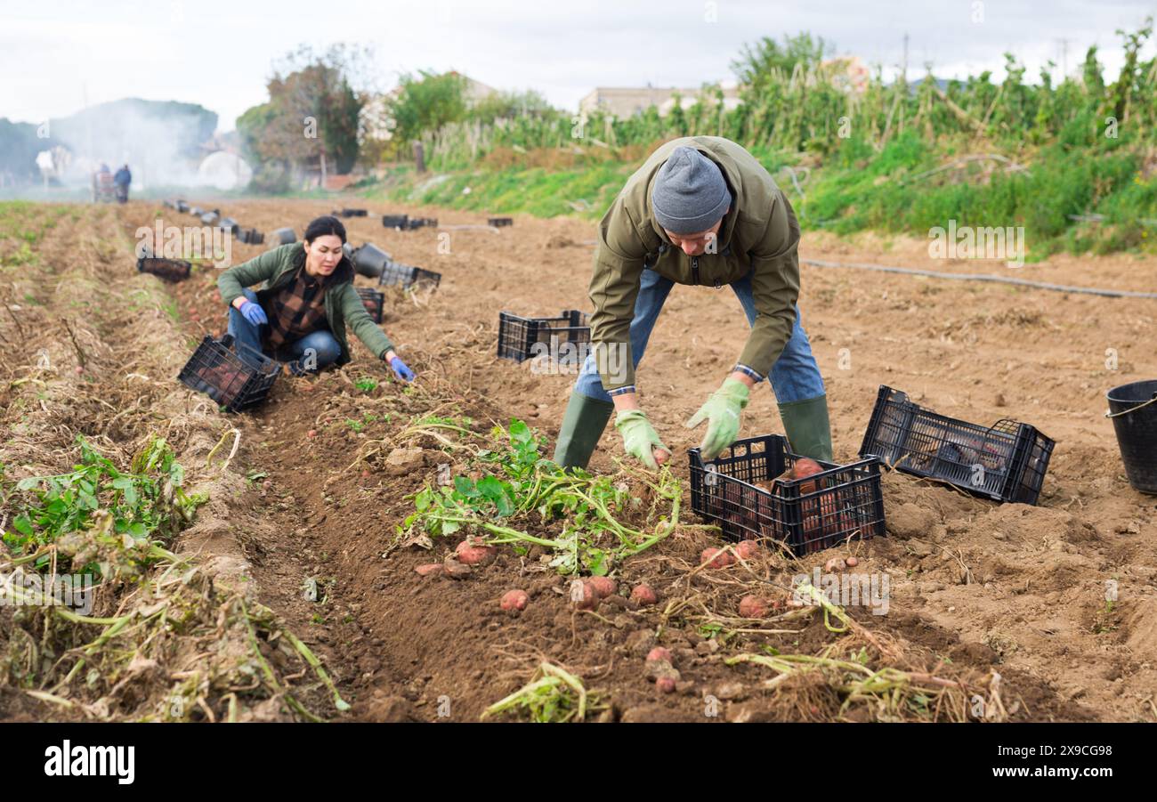 Skilled farmer team working on plantation, picking potatoes Stock Photo - Alamy