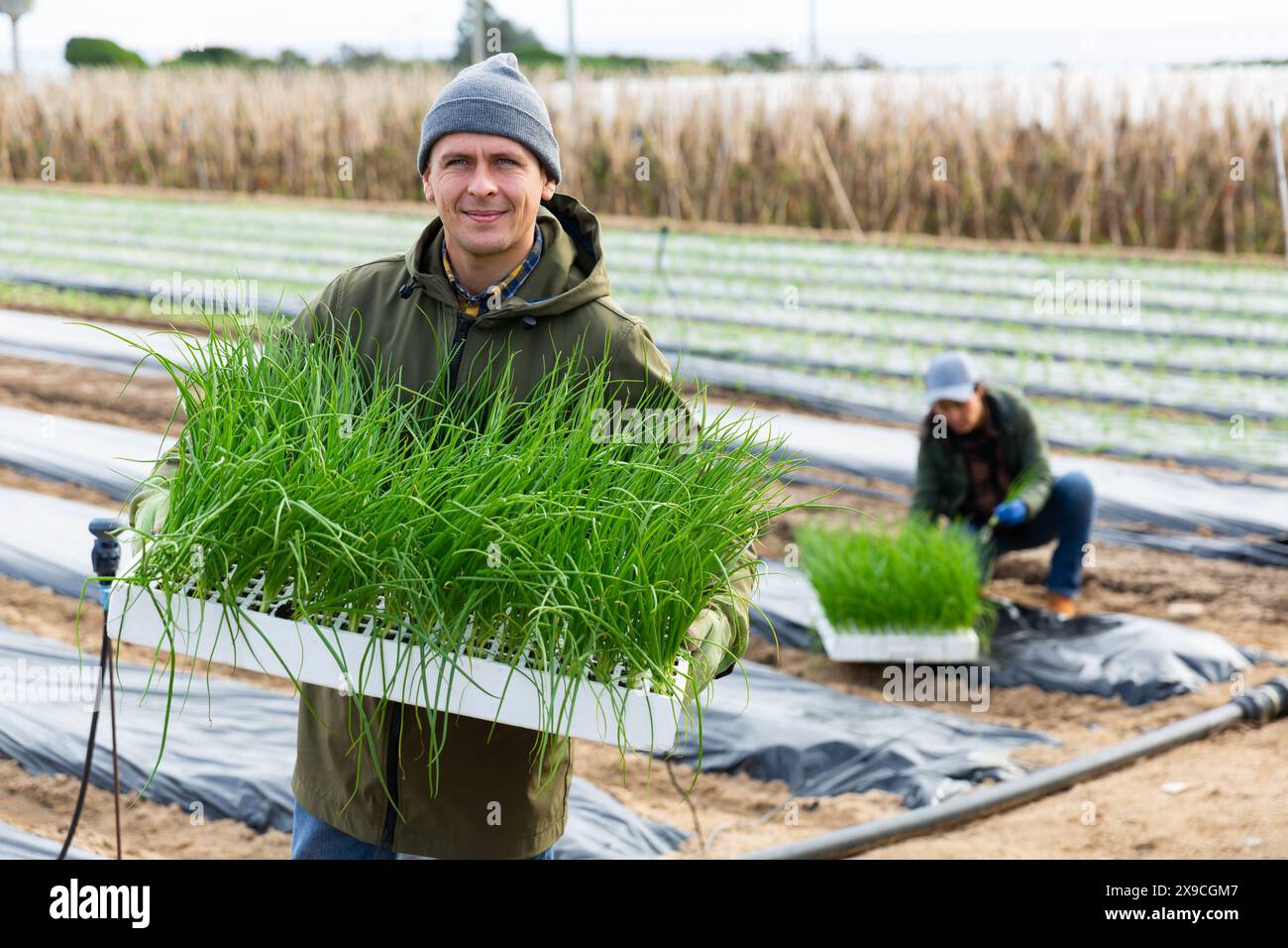 Male gardener planting seedlings of garlic at a farm Stock Photo - Alamy