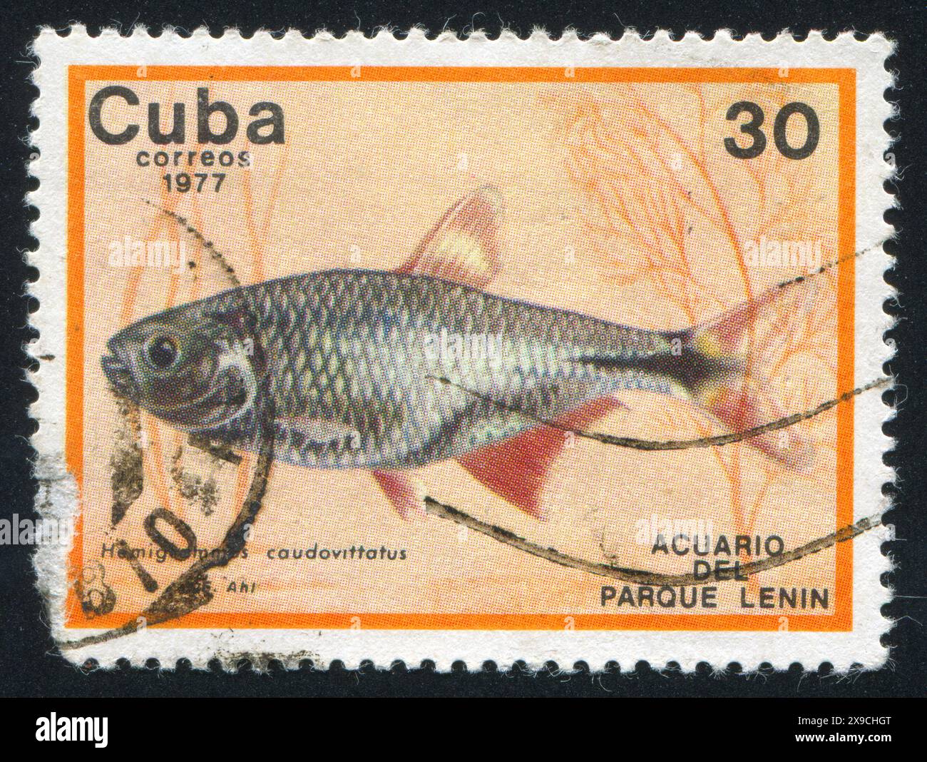 CUBA - CIRCA 1977: stamp printed by Cuba, shows Fish Hemigrammus ...