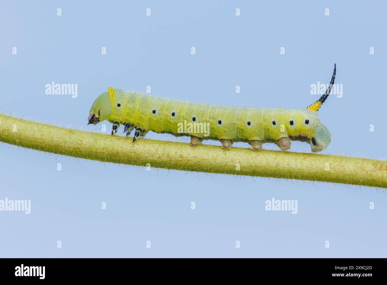 Snowberry Clearwing Moth (Hemaris diffinis) caterpillar (larva Stock ...