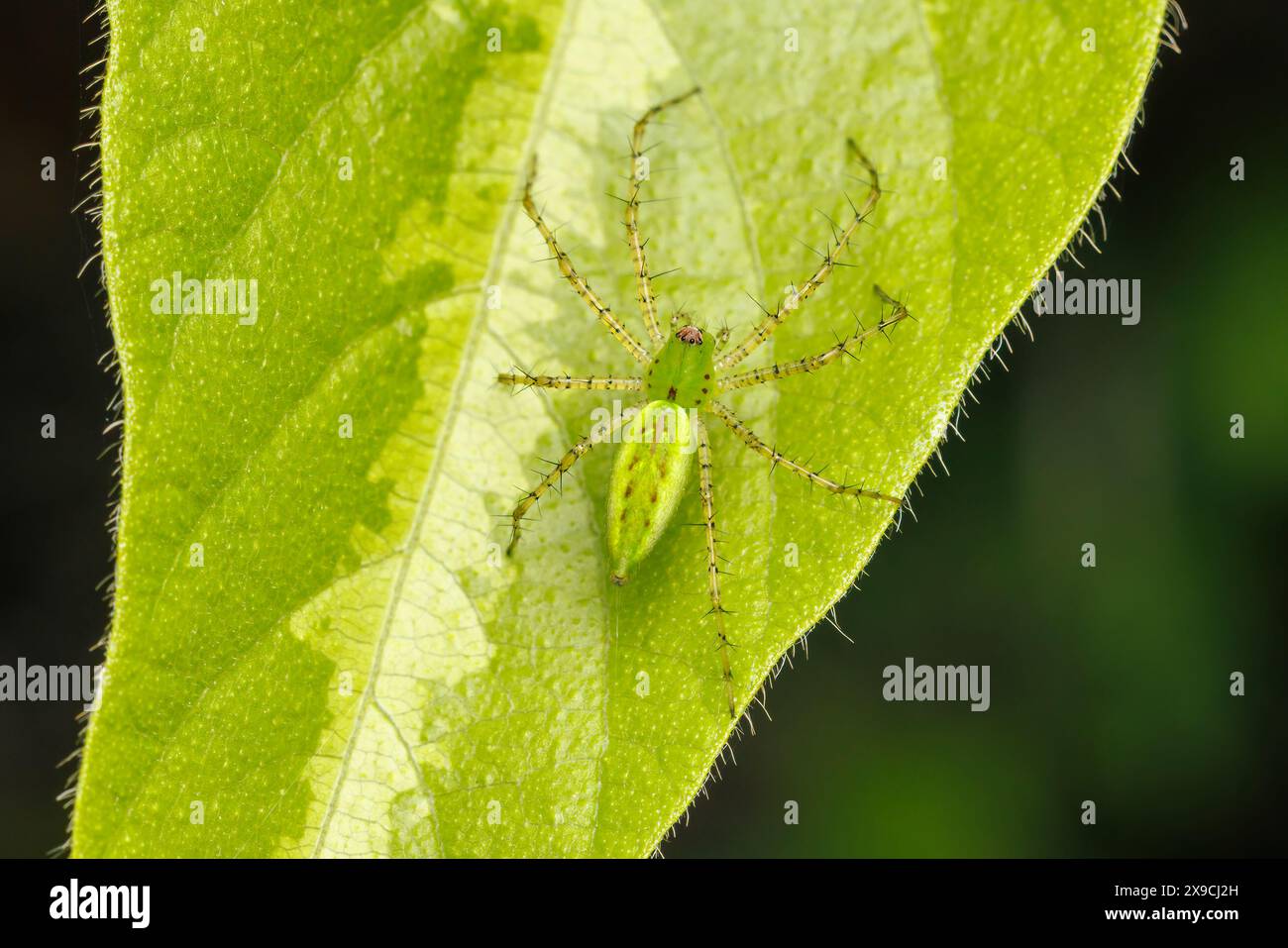 Green Lynx Spider (Peucetia viridans Stock Photo - Alamy