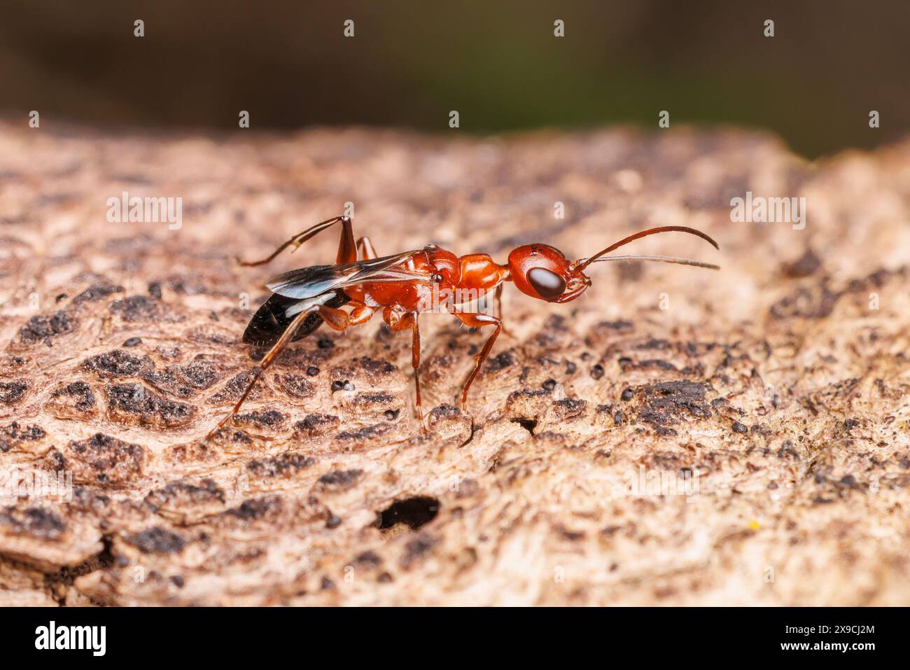 Cockroach Wasp (Ampulex ferruginea Stock Photo - Alamy