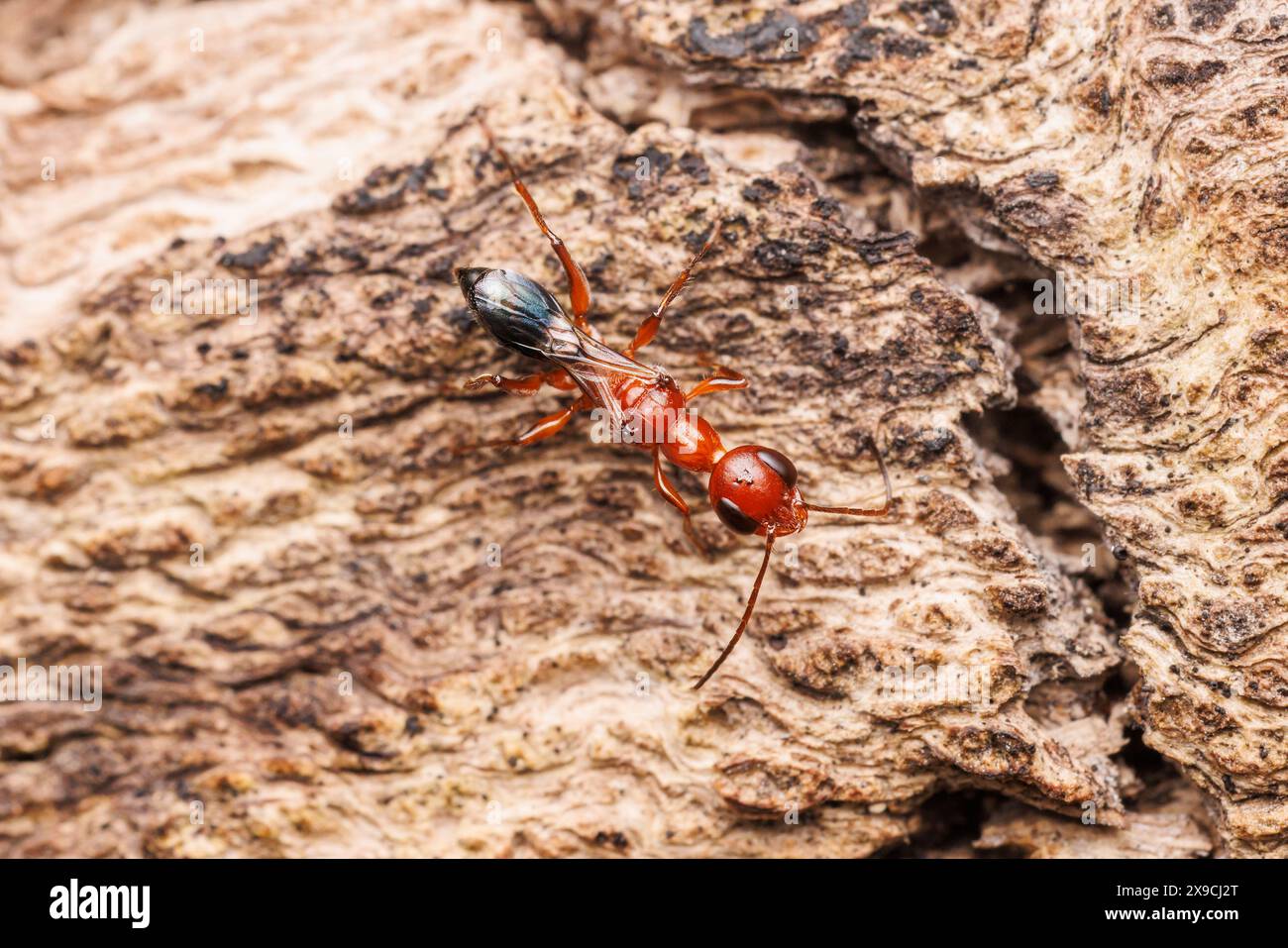 Cockroach Wasp (Ampulex ferruginea Stock Photo - Alamy