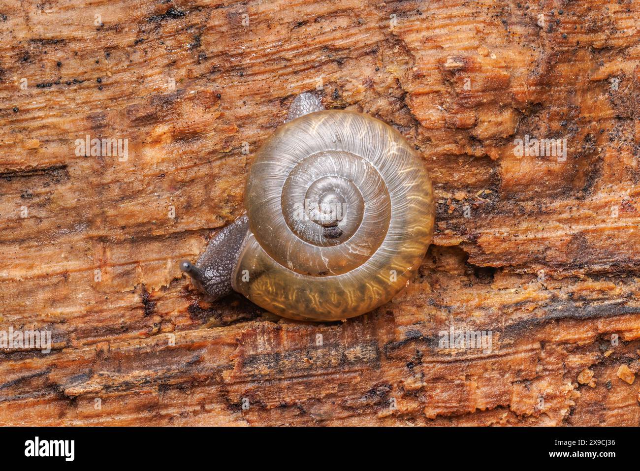 Polygyrid Snail (Polygyridae Stock Photo - Alamy
