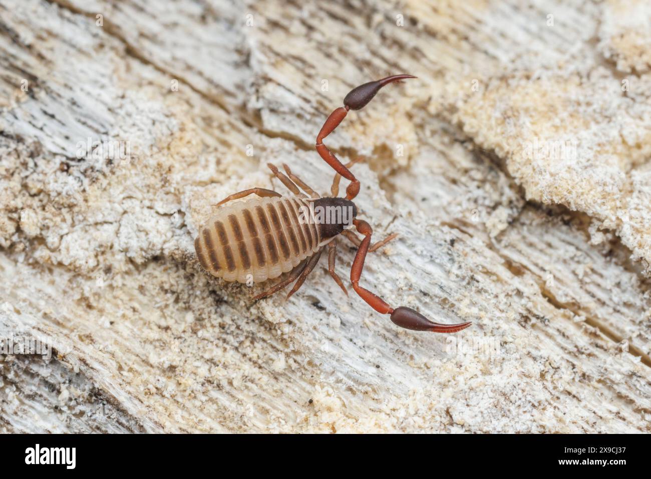 Pseudoscorpions hi-res stock photography and images - Alamy