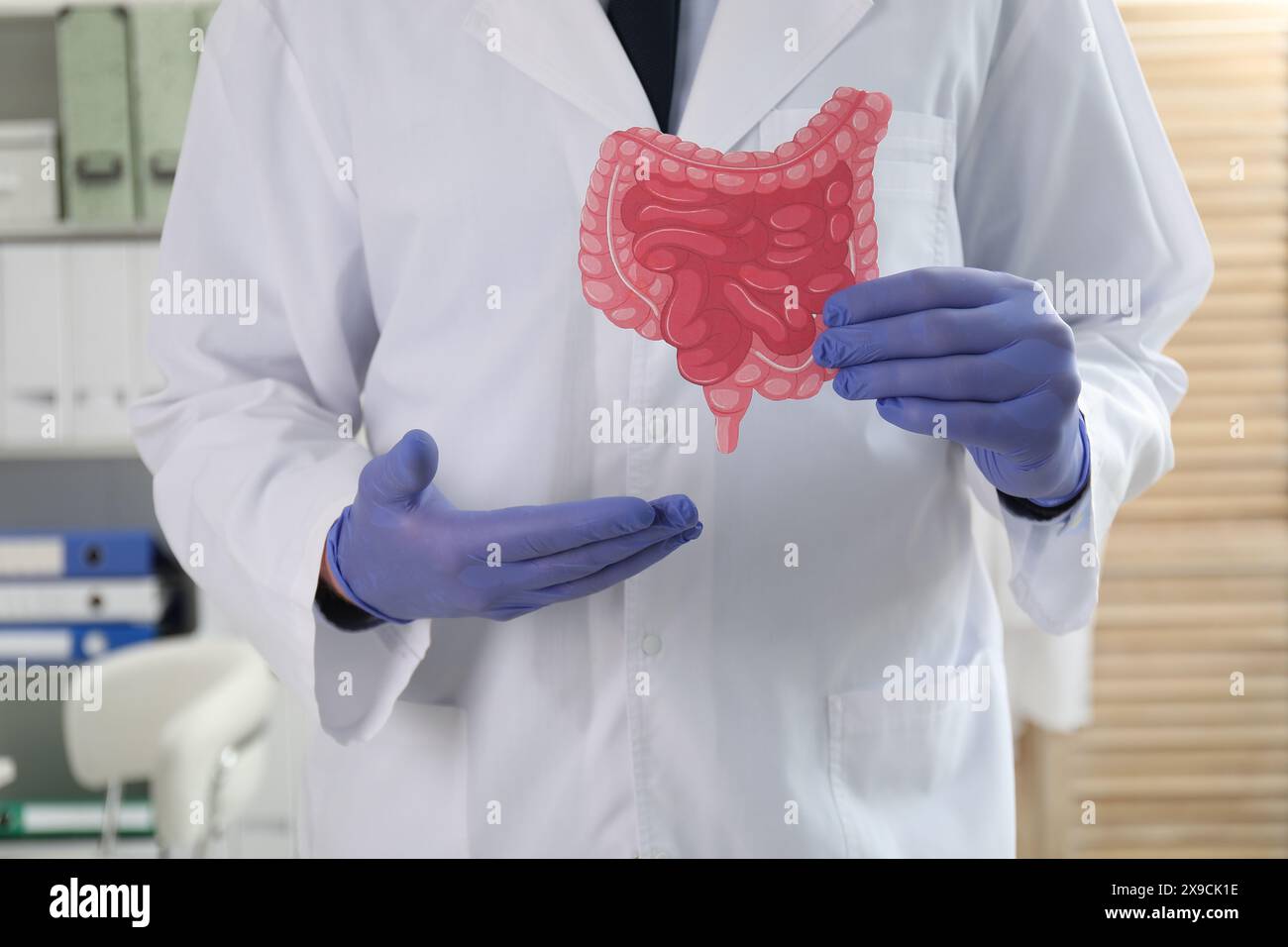 Doctor showing paper intestine cutout in clinic, closeup Stock Photo ...