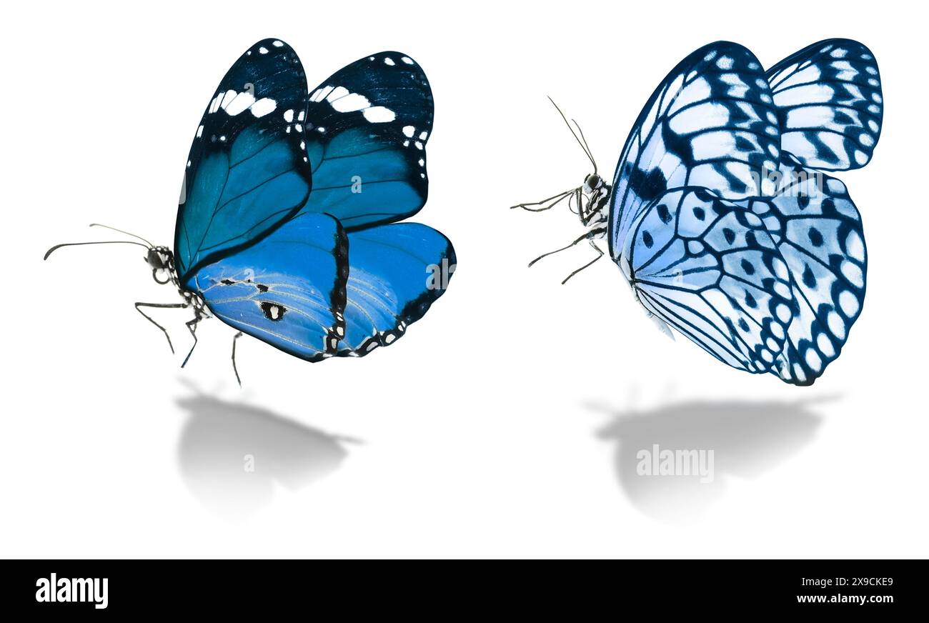Blue butterflies on white background. Beautiful insect Stock Photo - Alamy
