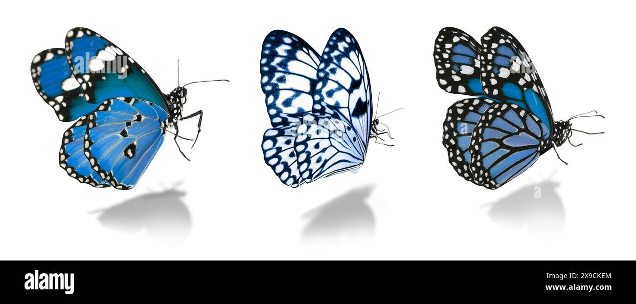 Blue butterflies on white background. Beautiful insect Stock Photo - Alamy