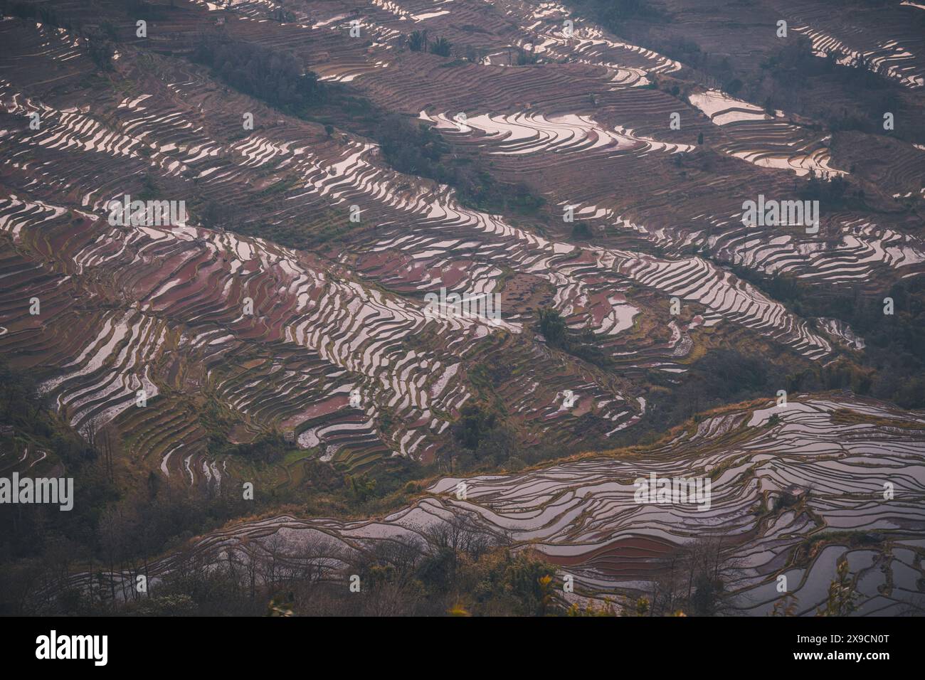 Close up on the layers of the rice terraces in Bada rice terraces area ...